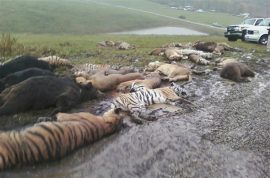 Zanesville Animal Escape: How Many Animals Died? Terry Thompson Zoo ...