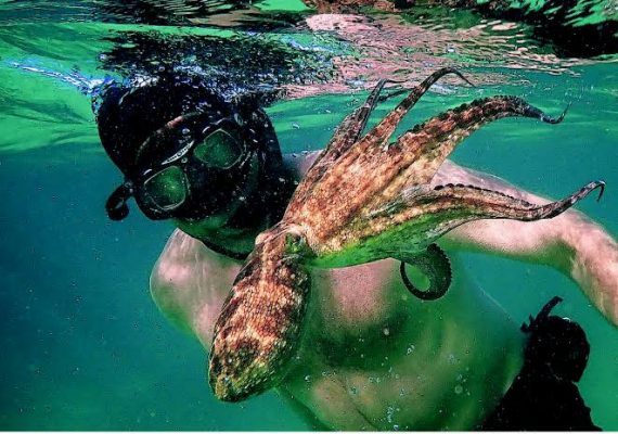 My Octopus Teacher Review: An Unforgettable Netflix Documentary